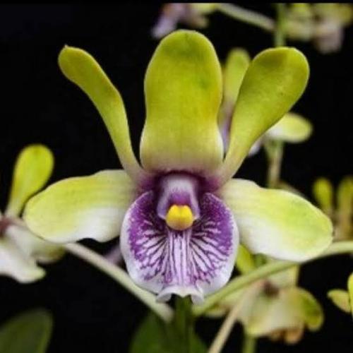 Jual Seedling Anggrek Dendrobium Violaceoflavens Besi spesies selfing ...