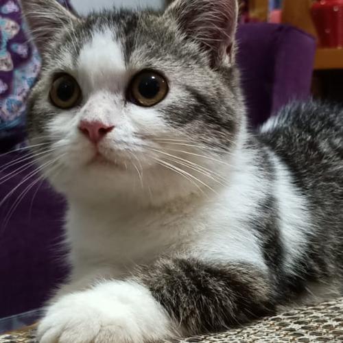 Jual KUCING MUNCHKIN CEBOL BSH SCOTTISH - Jakarta Selatan - petzona_id ...
