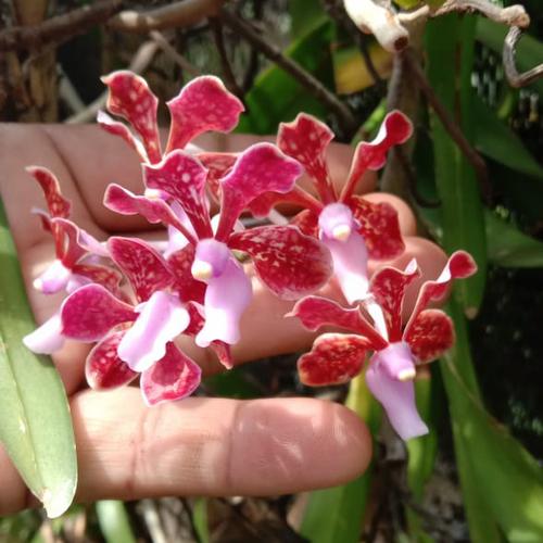 Jual anggrek vanda perplexa - Kab. Malang - HD 86 ORCHID | Tokopedia