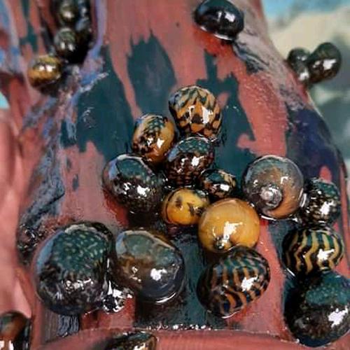 Jual Aquascape Keong Batik - Kota Tangerang Selatan - Klinik Aquascape ...