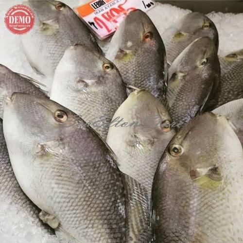Jual Ikan Etong Segar Ikan Kambing Kambing / Kualitas GARANSI SEGAR ...