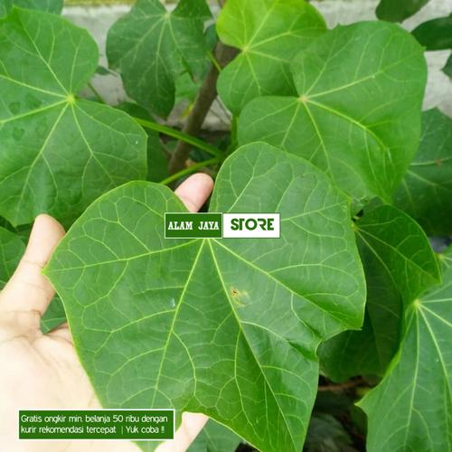 Jual Daun herbal jarak pagar 200 gram segar - Kota Bandung - store Alam ...