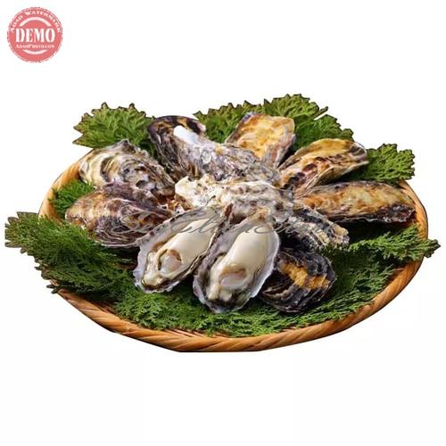 Jual Kerang Tiram Oyster / Seafood Kerang Kualitas GARANSI SEGAR - Kota ...