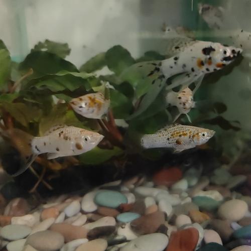 Jual Molly Marble Slayer/Aquascape size -+3cm - Jakarta Timur - Toko ...