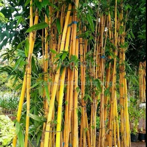 Jual Bambu kuning hias - Jakarta Barat - ufi seler Distributor anggrek ...