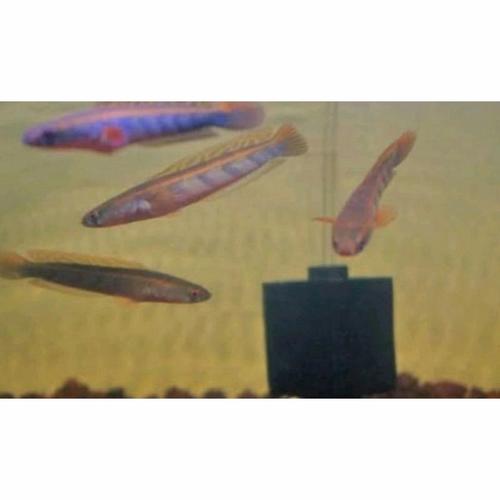 Jual Channa Maru Red Barito size 10-12cm 100% original merah pedas ...