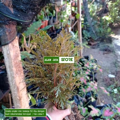 Jual Tanaman hias cakar ayam cemani unik - Kota Bandung - store Alam ...