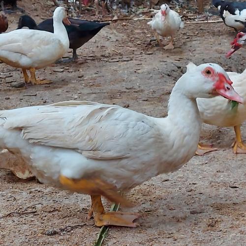 Jual bebek entog / nila /daging entok / manila hidup & potong - potong ...