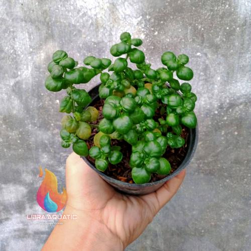 Jual tanaman angguran aquascape dan paludarium - Kota Tangerang Selatan ...