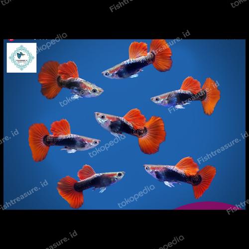 Jual Ikan Hias Guppy Air Tawar Half Black Red - betina - Kota Depok - Fishtreasure. id | Tokopedia