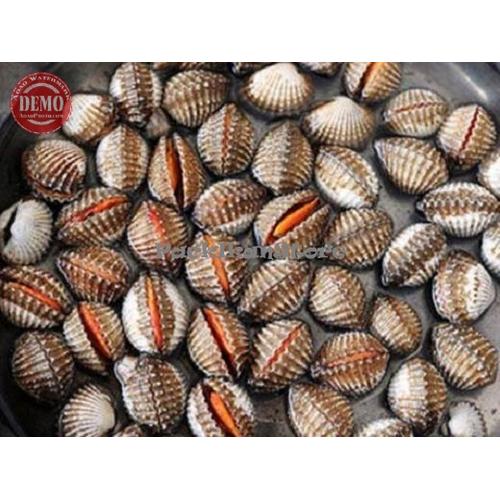 Jual Kerang Dara Kerang Darah Hidup Seafood Kerang Segar - Kab. Bekasi ...