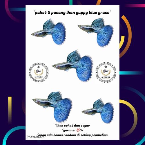 Jual paket hemat 5 pasang ikan guppy blue grass hiasan aquarium - Kota Depok - guppyiyee | Tokopedia