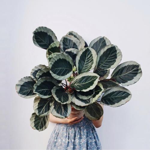 Jual Calathea Roseopicta Cynthia | Tanaman Hias Indoor Plants - Jakarta ...