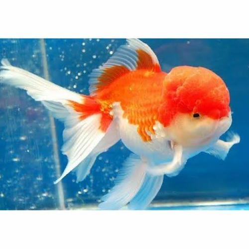 Jual ikan mas koki oranda promo - Kota Depok - Fauna aqua | Tokopedia