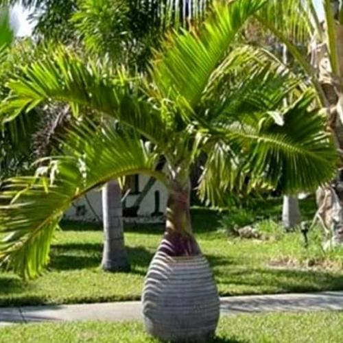 Jual tanaman palem botol pohon palem botol merah - Kab. Bogor ...