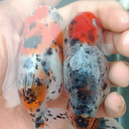 Jual Rancu calico ukuran sedang / ikan mas koki rancu calico - Kota ...