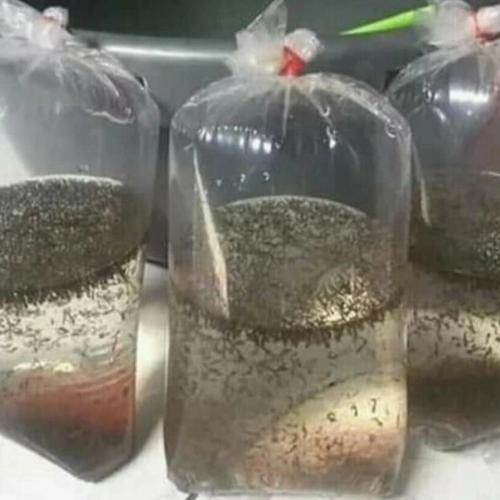 Jual Jentik Nyamuk / Encu / Pakan Ikan Cupang / Pakan Ikan Guppy / Dll ...