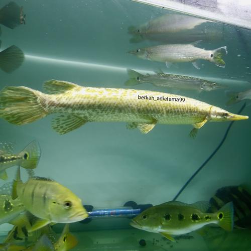 Jual ikan hias florida gar golden / red gar gold / tankmate fish - Kota ...