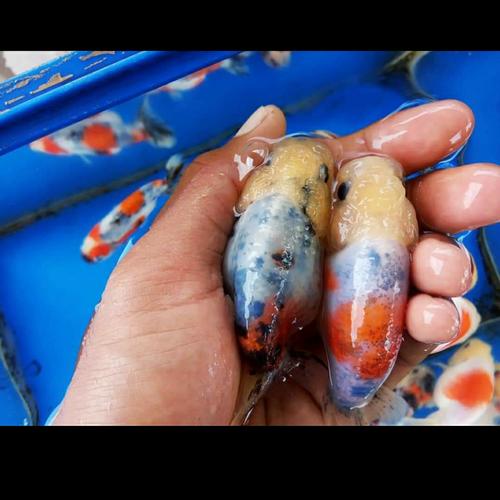 Jual ranchu calico / ikan mas koki rancu calico - Kota Tangerang ...