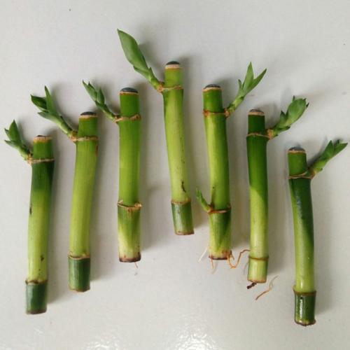 Jual Bambu Hoki Sri Rejeki Tanaman Hias Per 1 Batang - Jakarta Selatan ...