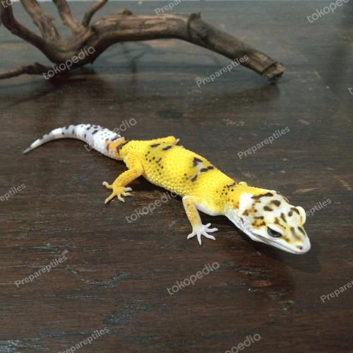 Jual Leopard gecko Lemon Frost Pure 100% - Jakarta Selatan ...