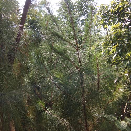 Jual pohon pinus 2-3 meter - Kota Depok - Rimbun makmur | Tokopedia
