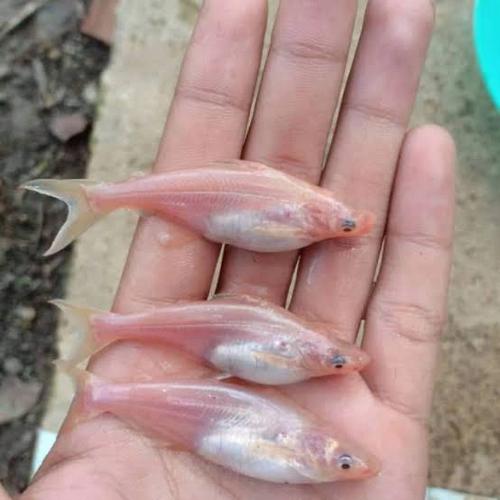 Jual bibit patin albino berkuallitas 6-8 cm - Kota Bekasi - HADDIE FISH ...
