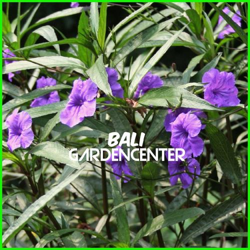 Jual Tanaman Hias Ruellia Mexicana Petunia - Ruellia Tegak - Kab ...