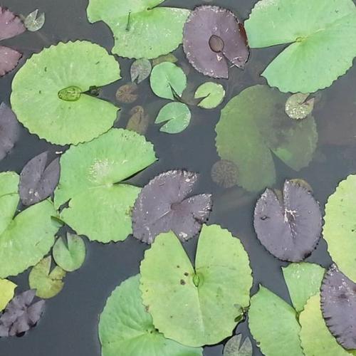 Jual tanaman hias,bibit bunga teratai warna pink,tanaman air - Kab ...