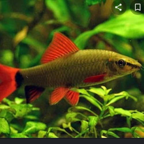 Jual ikan hias redfin shark pemakan algae - Kota Tangerang Selatan ...