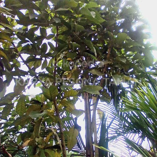 Jual pohon tabebuya rosea pink daun rimbun tinggi 3 4 meter - Kab ...
