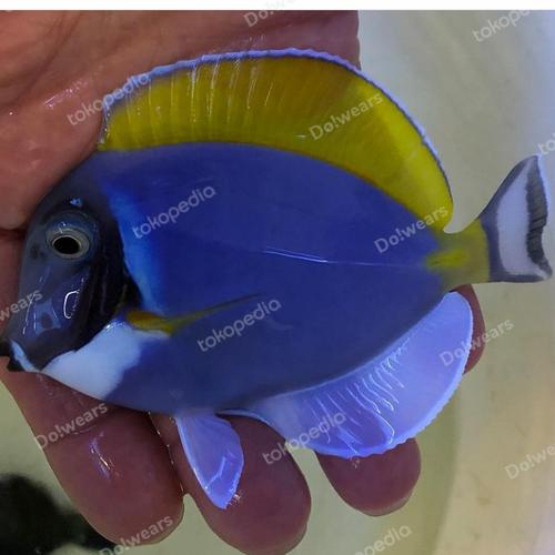 Jual botana biru - S - Kota Depok - Do!wears | Tokopedia