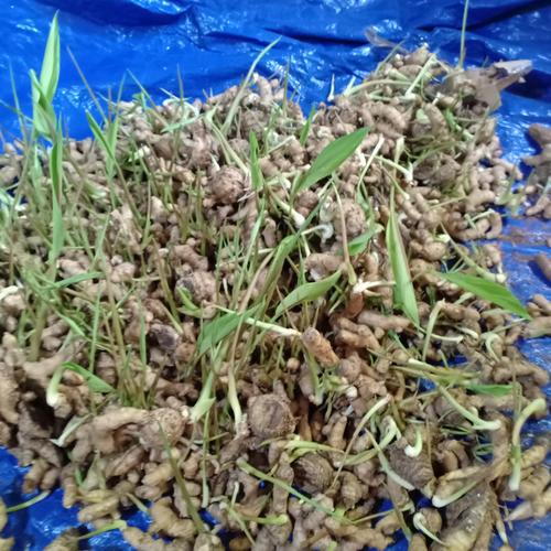 Jual Bibit Temu Putih Atau Kunyit Putih Siap Tanam Sudah Bertunas Murah ...