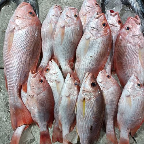 Jual kakap merah segar 1kg - 1kg - Jakarta Utara - lord sea | Tokopedia