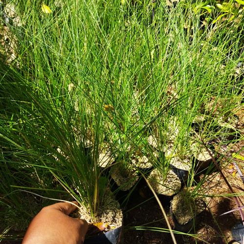 Jual tanaman hias alang alang ilalang kuda bunga putih - Kota Tangerang ...