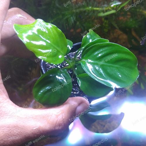 Jual ANUBIAS BROADLEAF TANAMAN FULL AIR AQUASCAPE AQUARIUM - Kota ...