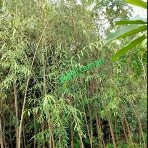 Jual tanaman liang liu / pohon Liang Liu tinggi 3m - Kab. Bogor - jagol ...