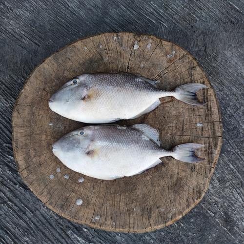 Jual Ikan ayam-ayam / ikan Toge 1kg - Kab. Sidoarjo - Intibaharilestari ...