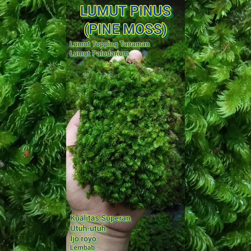 Jual lumut pinus superan/lumut tanaman hias/lumut topping tanaman/utuh ...