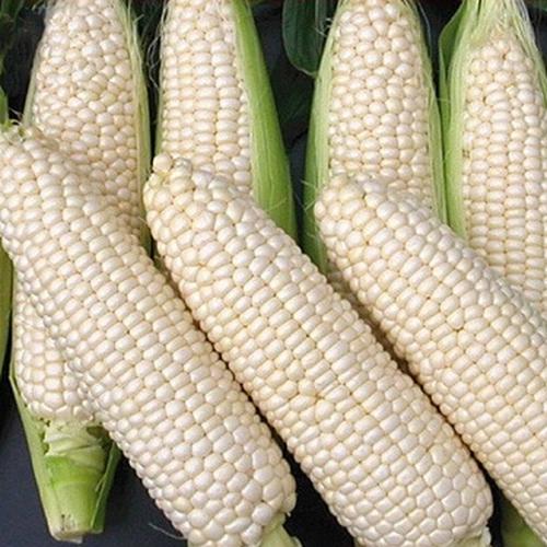 Jual jagung putih - Kota Makassar - Enka Online | Tokopedia