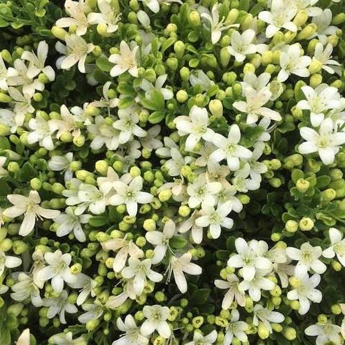 Jual Bibit Tanaman Kemuning Mini Wangi - Bibit - Kota Bekasi - Ragam ...