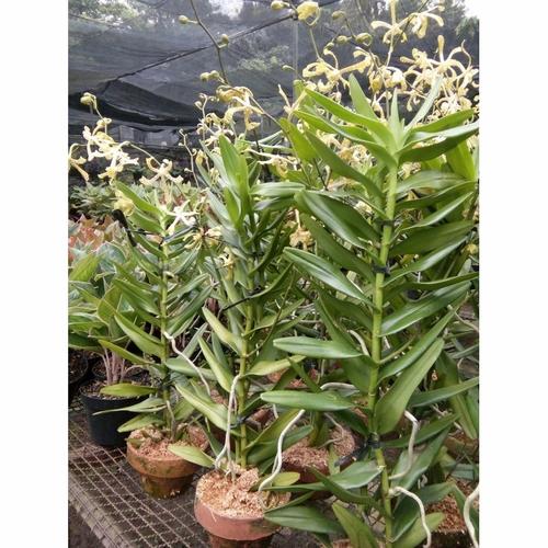 Jual ANGGREK TANAH#ANGGREK KALAJENGKING#TANAMAN HIAS - Kab. Pangandaran ...