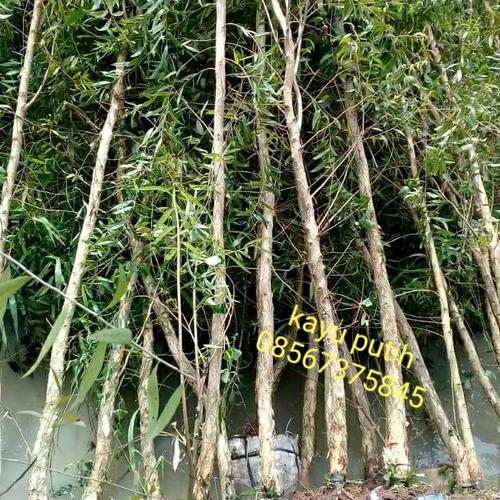 Jual pohon kayu putih tanaman - Kab. Bogor - nursery pohon | Tokopedia