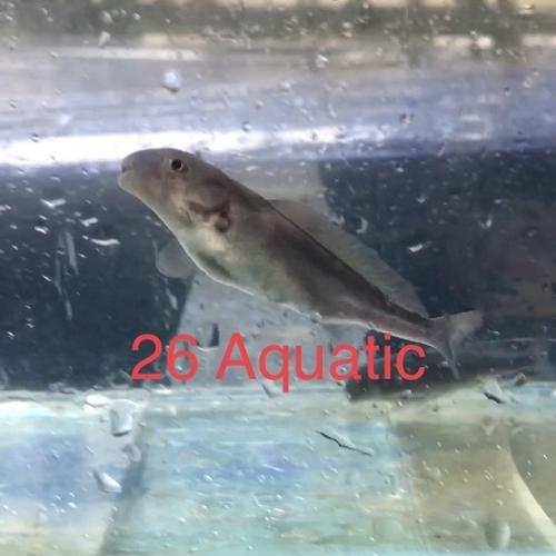 Jual Ikan Hias Baby Dolphin / Mormyrus Longirostris - Kota Bandung - 26 ...
