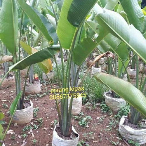 Jual pohon pisang kipas tanaman - Kab. Bogor - nursery pohon | Tokopedia