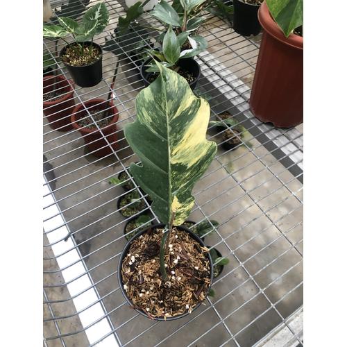 Jual Philodendron Caramel Marble Variegata 1 Daun Sudah Bisul Mata ...