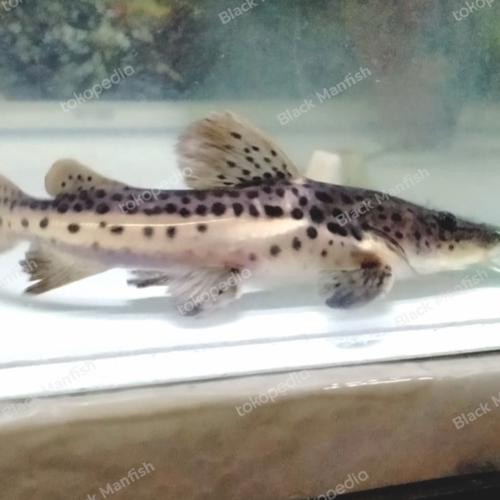 Jual Leopard Catfish - Jakarta Barat - Black Manfish | Tokopedia