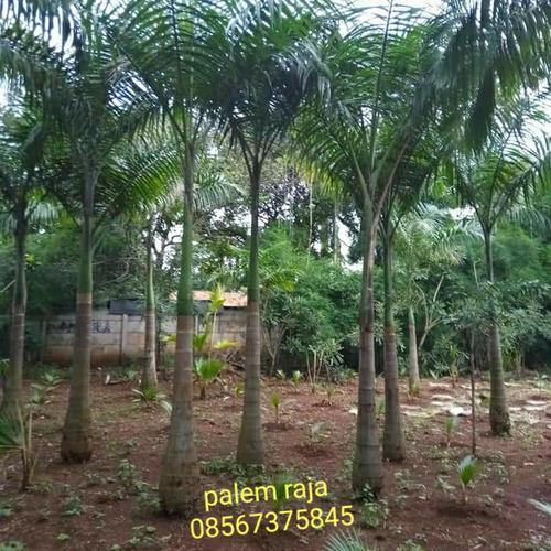 Jual pohon palem raja - Kab. Bogor - nursery pohon | Tokopedia
