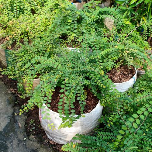 Jual Tanaman Hias Ekor Merak Panjang Daun 20-30cm - Jakarta Barat ...