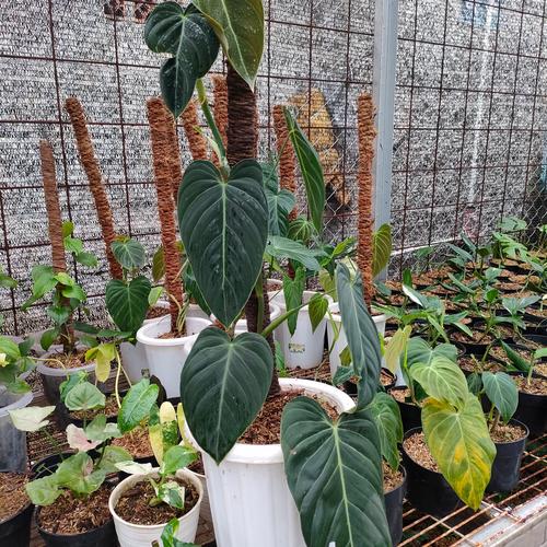 Jual Melanochrysum - philo melano (ukuran remaja) - Kota Depok - k ...